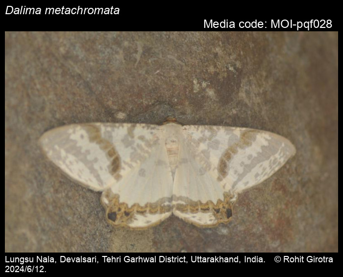 Dalima metachromata (Walker, 1862) - | Moths